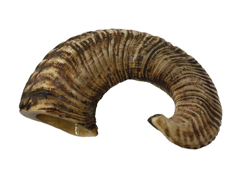 CORNE DE BOUC / ACCESSORIES / HORNS